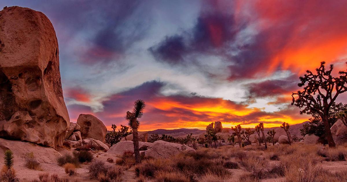 Joshua Tree National Park